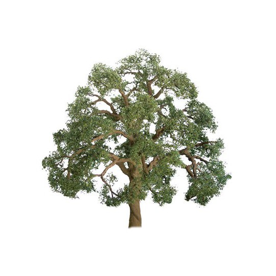 Baum Sapins 50 bis 100 mm - Fade n - Scientific-MHD